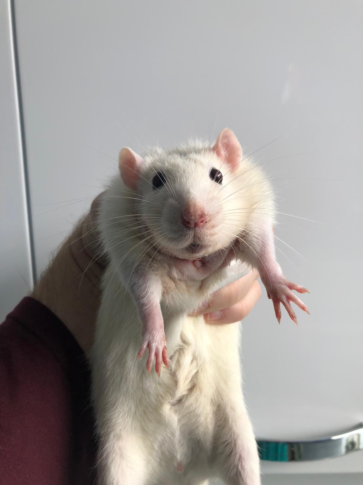 Filippo, il ratto con un peso al collo – Clinica Veterinaria Sant'Agostino