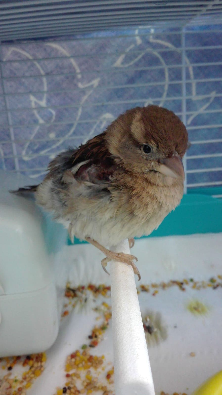 Noha, il passerotto con l'ala rotta – Clinica Veterinaria Sant'Agostino